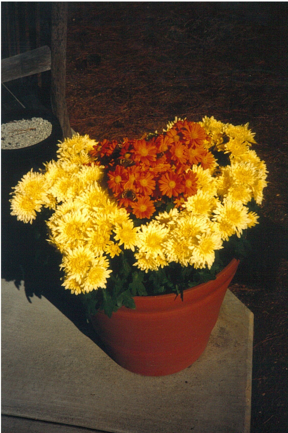 David Hogness Gallery 8 — Stanford Developmental Biology