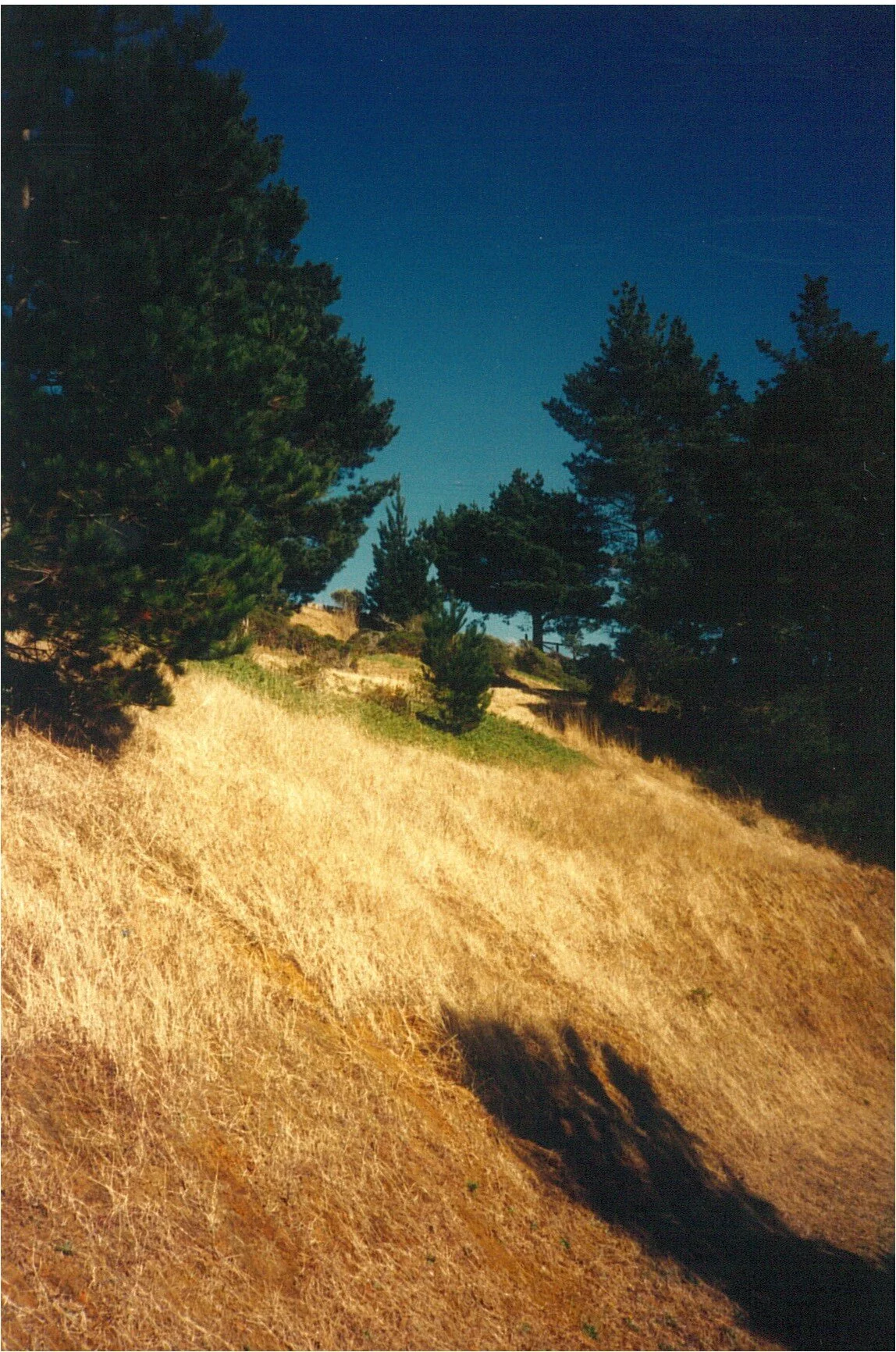 David Hogness Gallery 8 — Stanford Developmental Biology