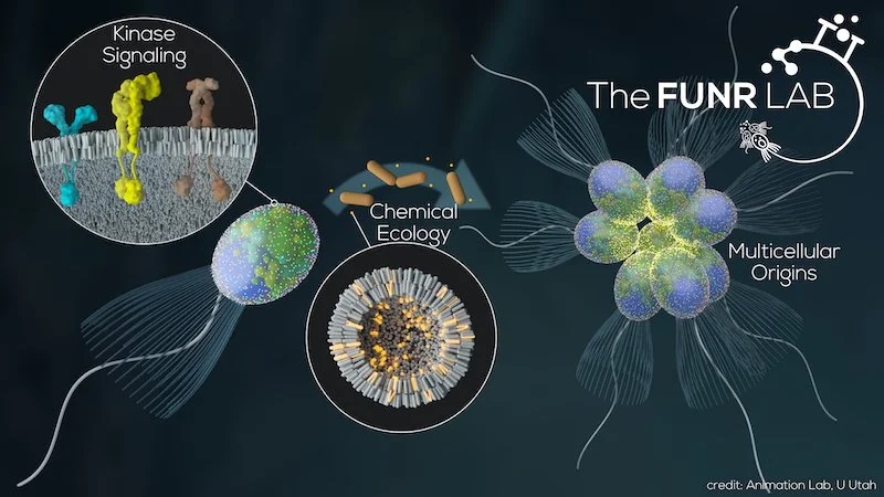 Stanford Developmental Biology