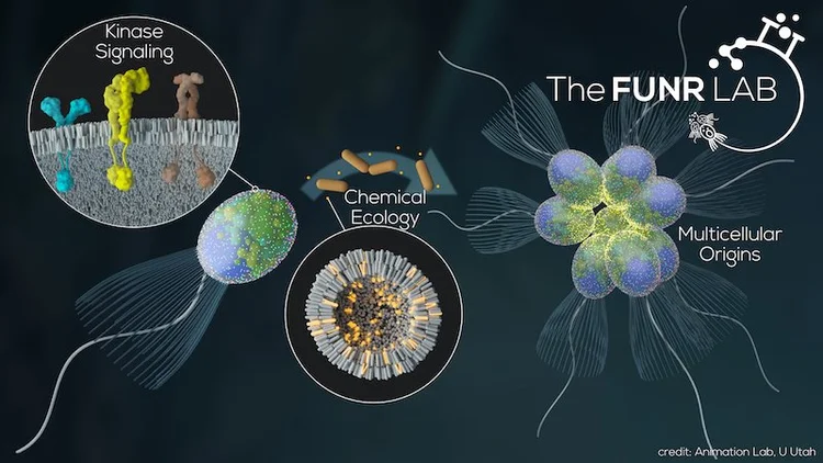 Stanford Developmental Biology