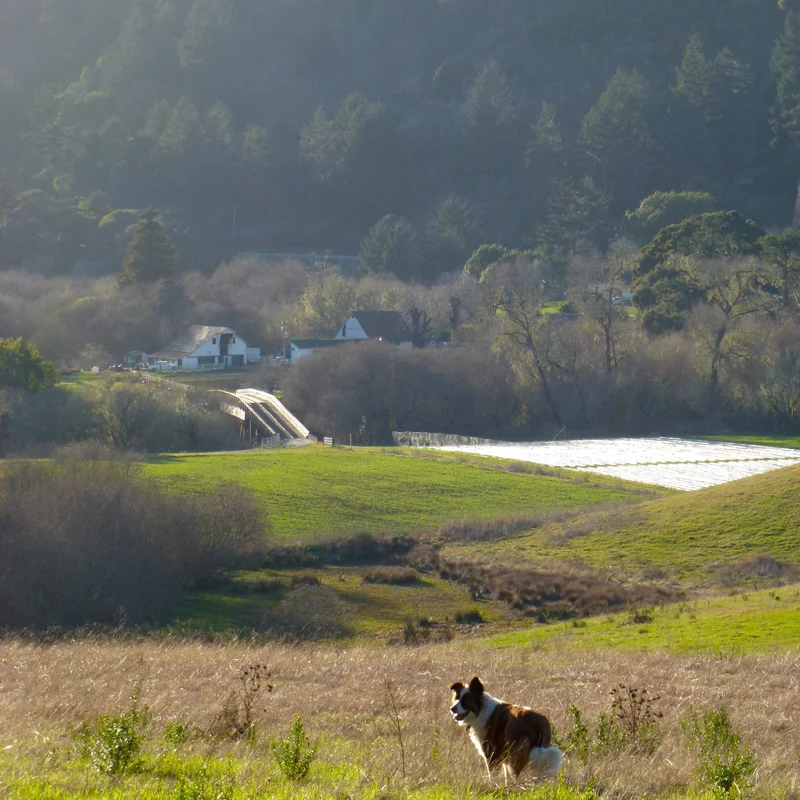 About the Farm — Blue House Farm