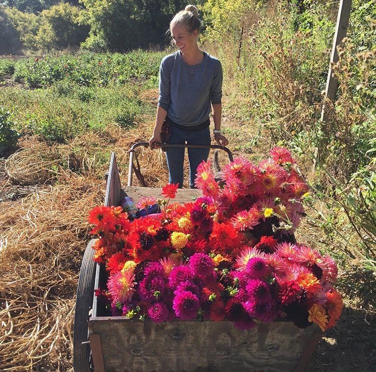 Flowers — Blue House Farm