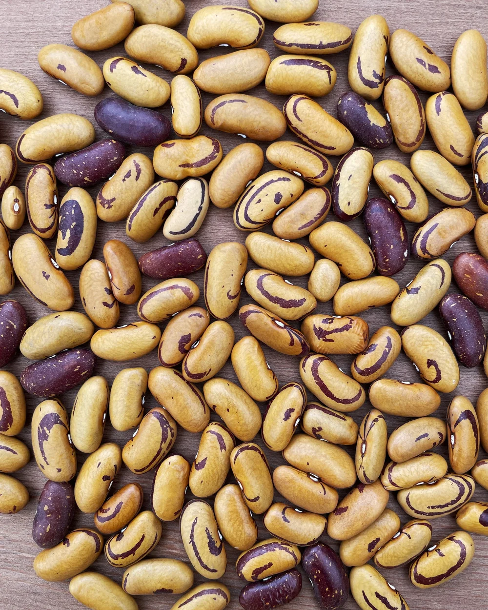 Shop Organic Heirloom Beans — Blue House Farm