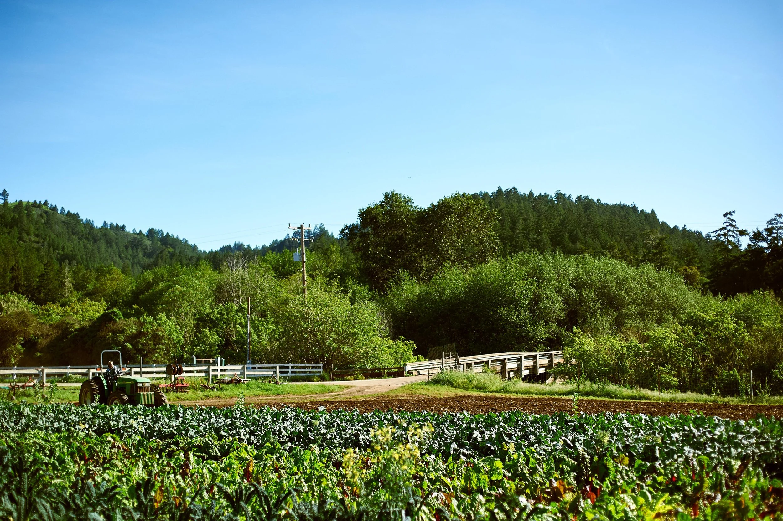 About the Farm — Blue House Farm