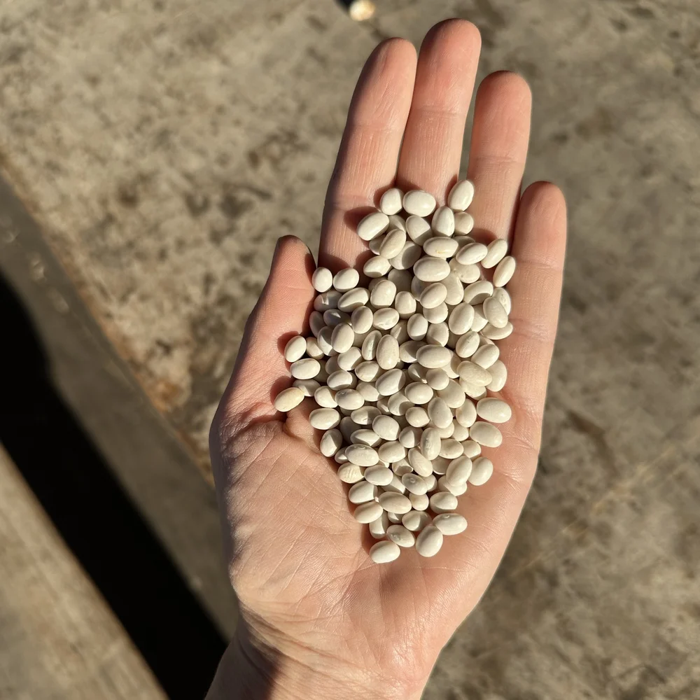 Shop Organic Heirloom Beans — Blue House Farm