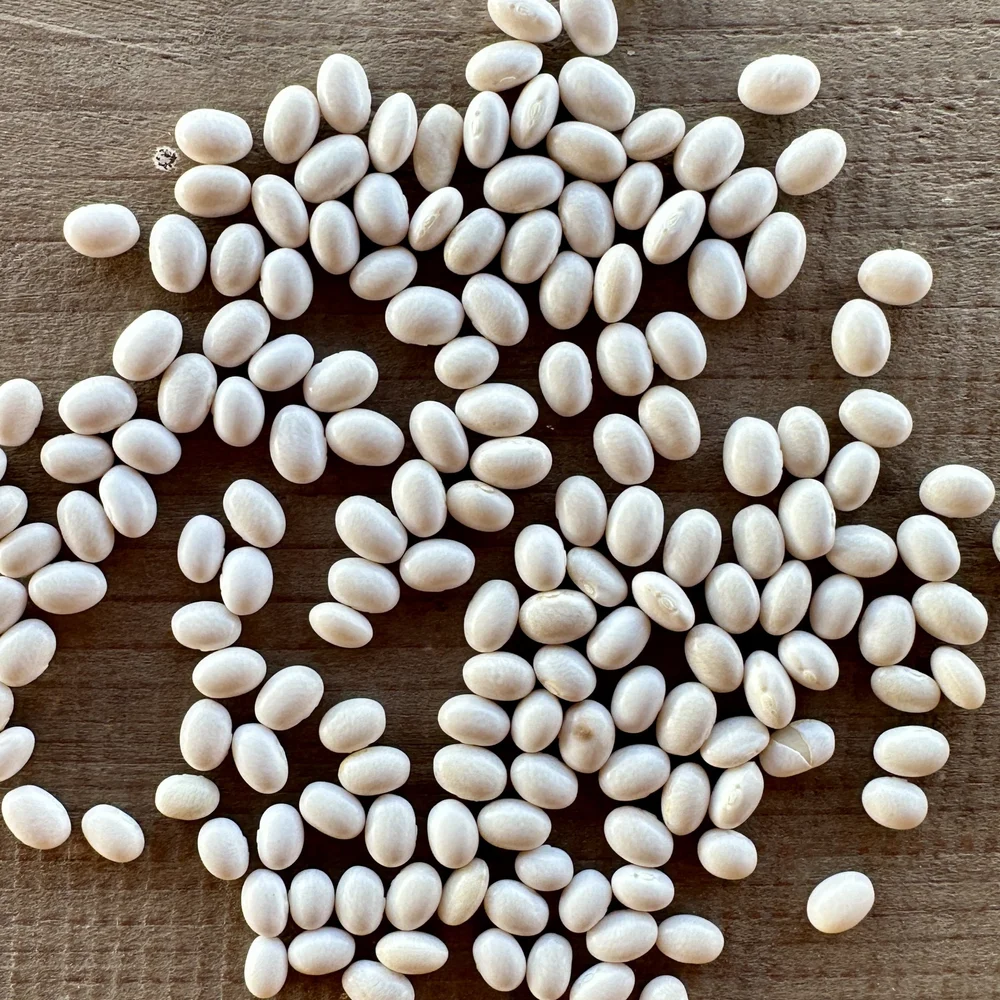 Shop Organic Heirloom Beans — Blue House Farm