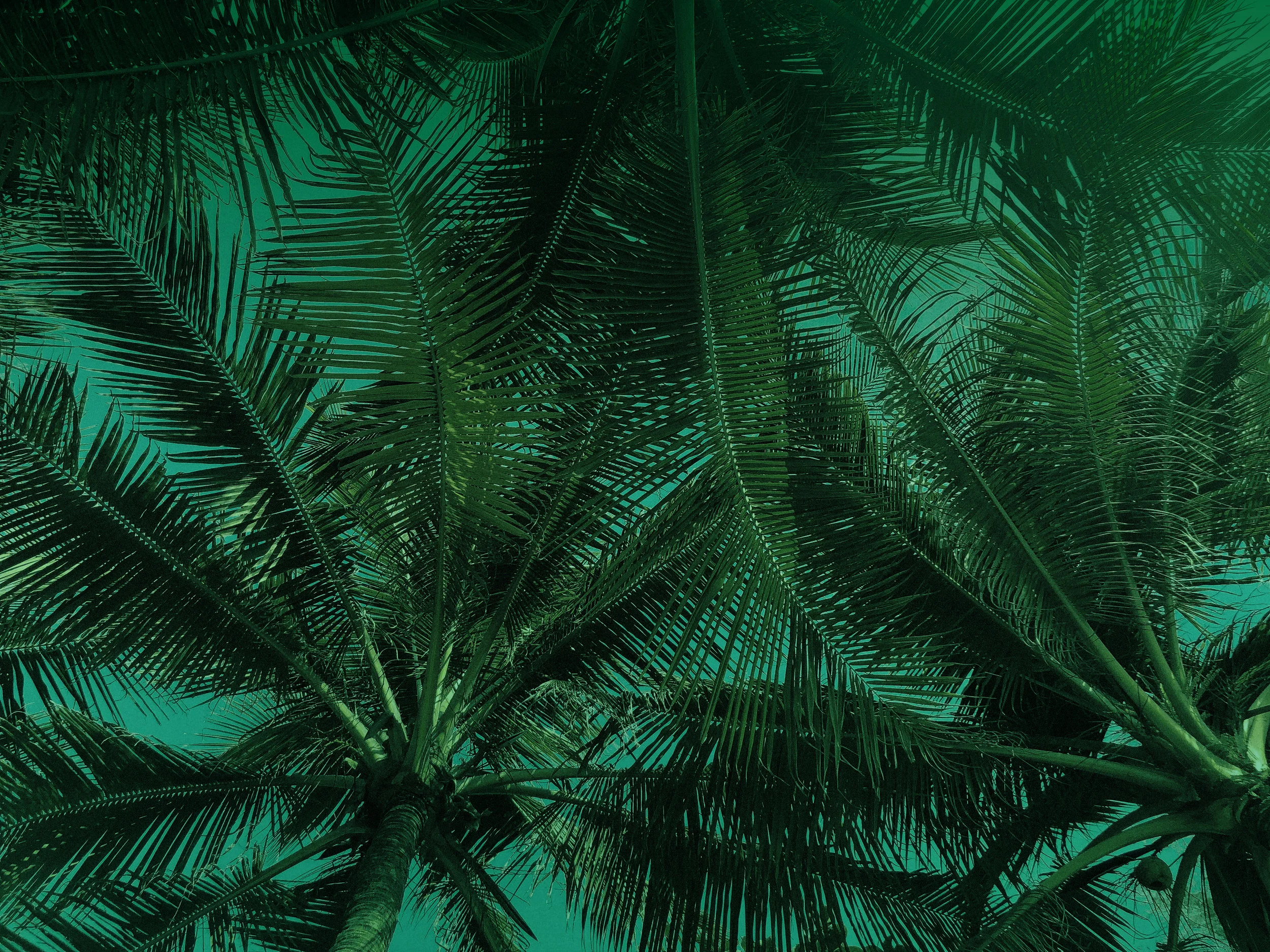 Palm Tree Restaurant