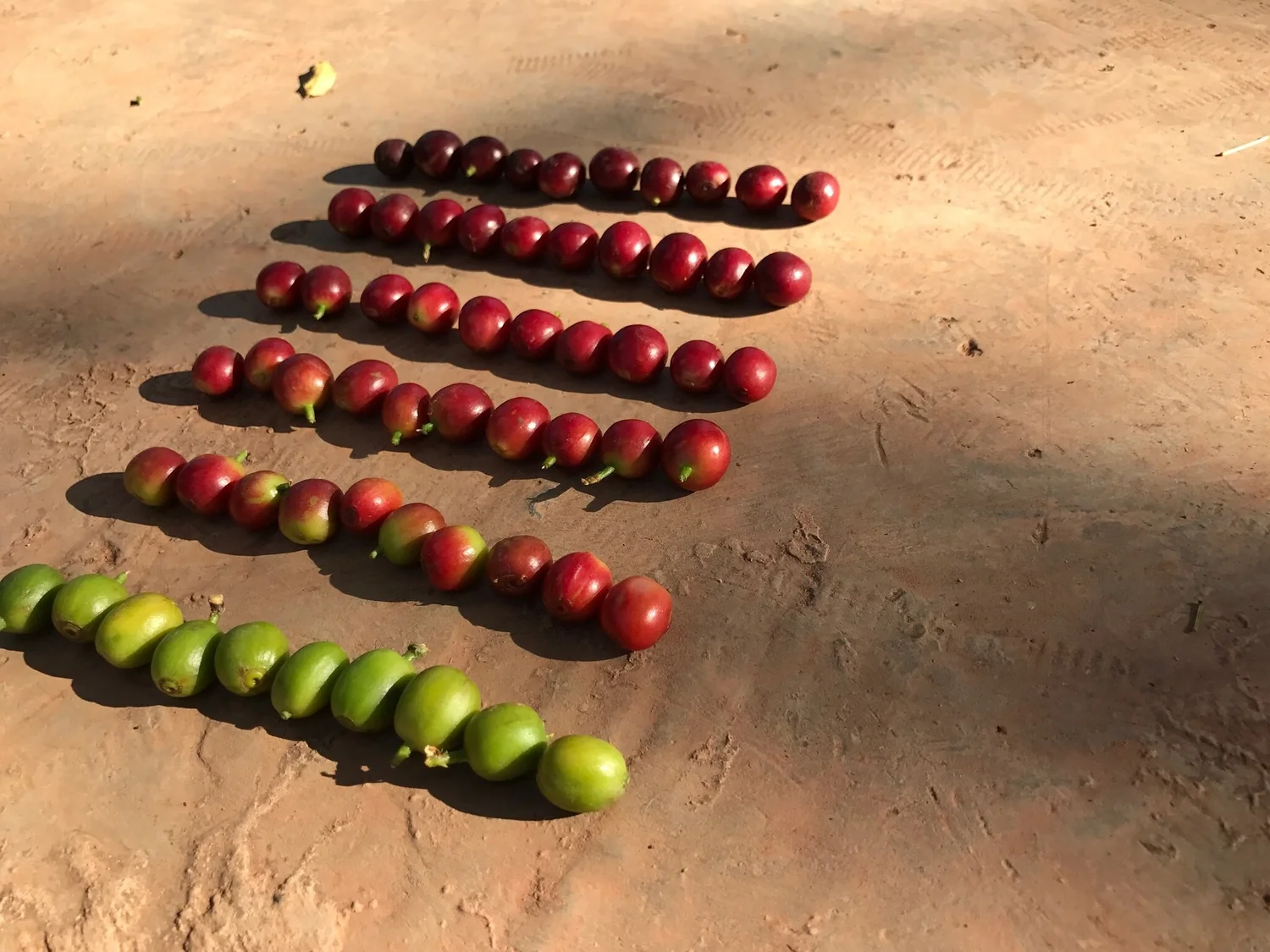 The Science Behind Defective Beans and How They Affect Your Roast ...