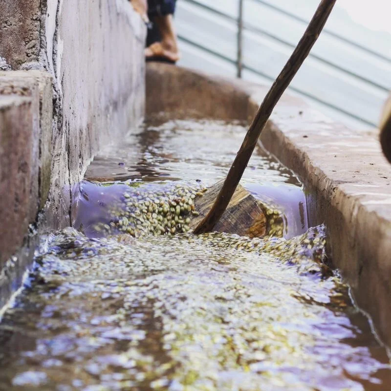 The Science Behind Defective Beans and How They Affect Your Roast ...