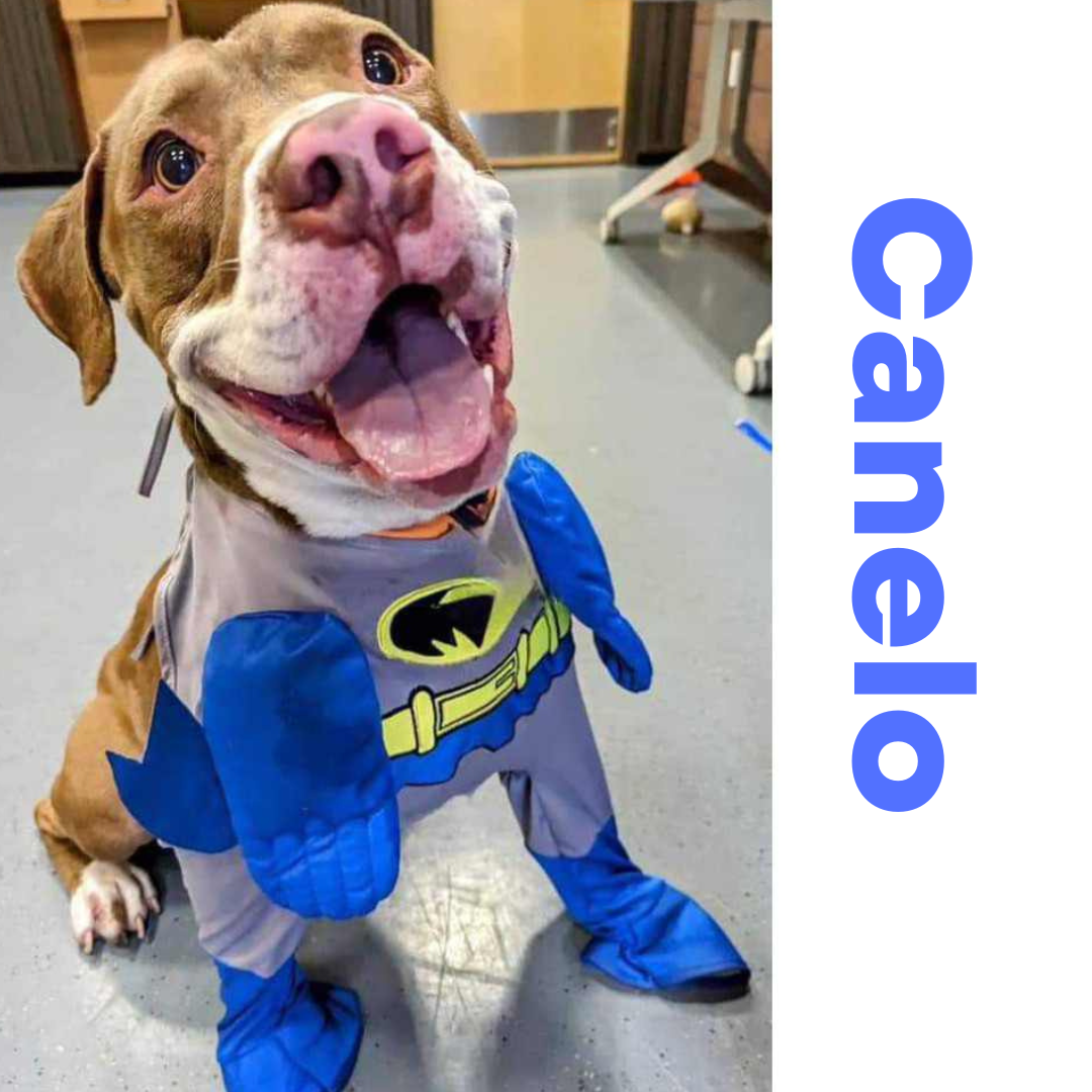 The Colorado Rescue Act — No Kill Colorado