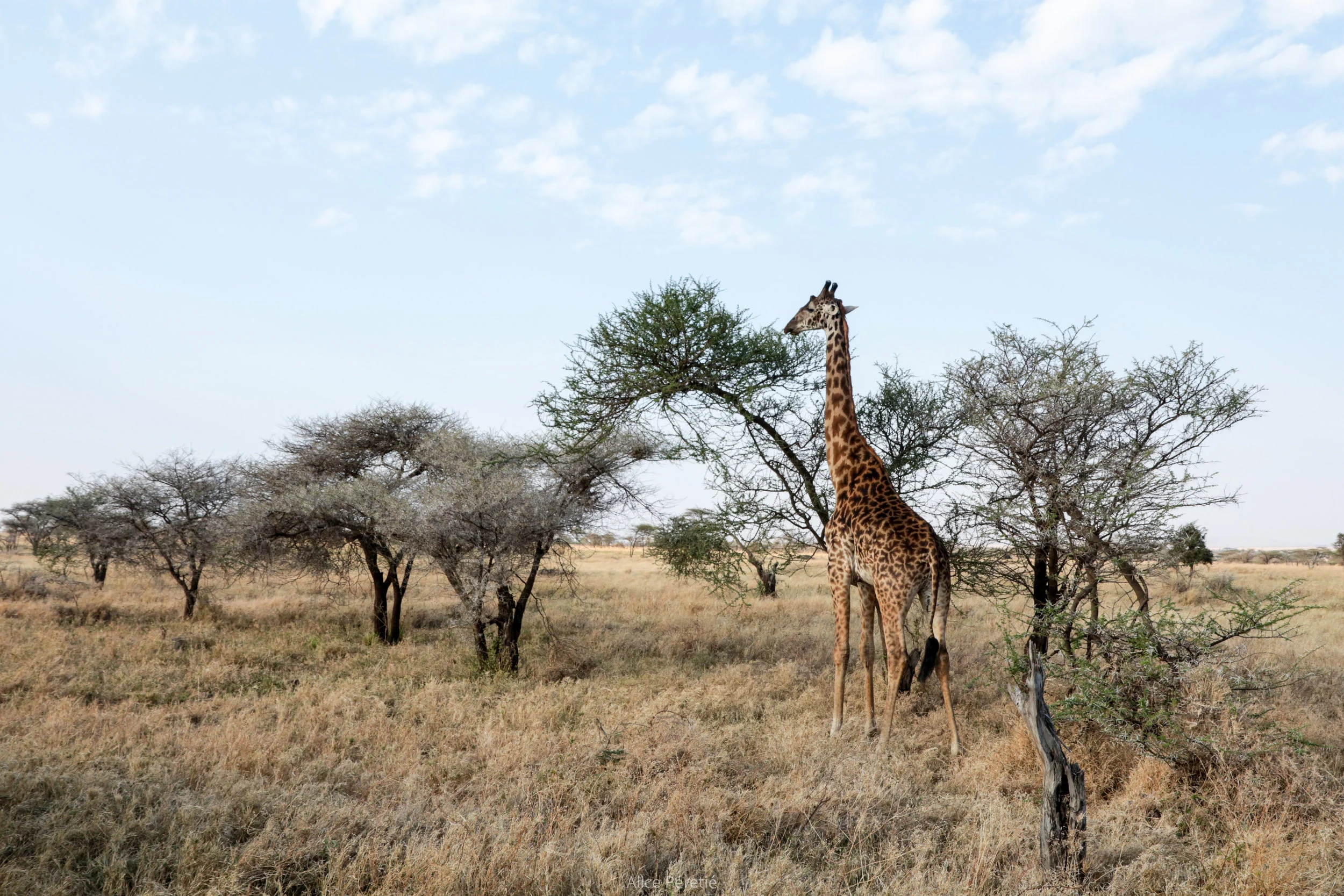 Interview about Photography and Conservation — Alice Péretié