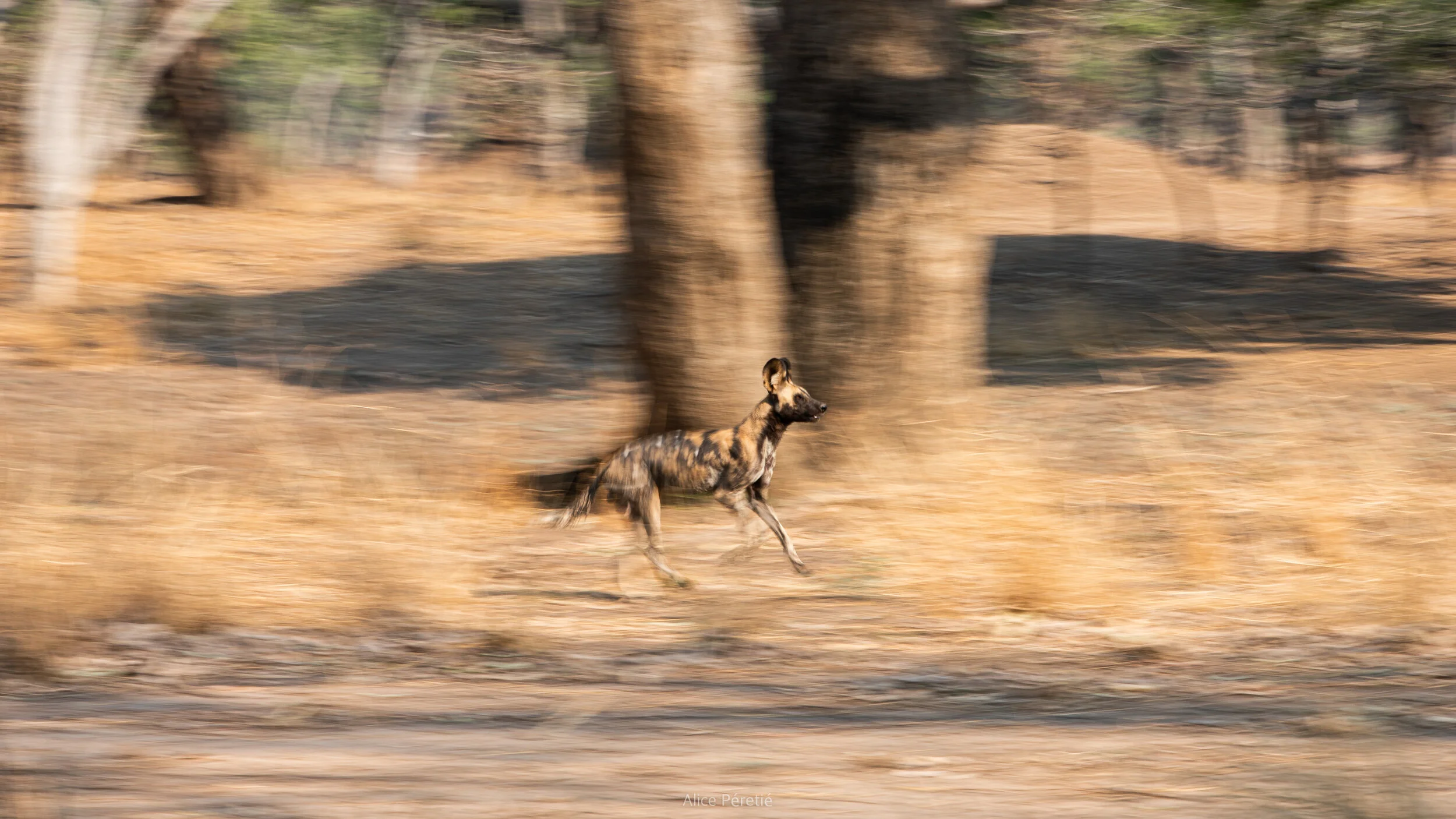 Stories from the Bush - Chapter 3 — Alice Péretié
