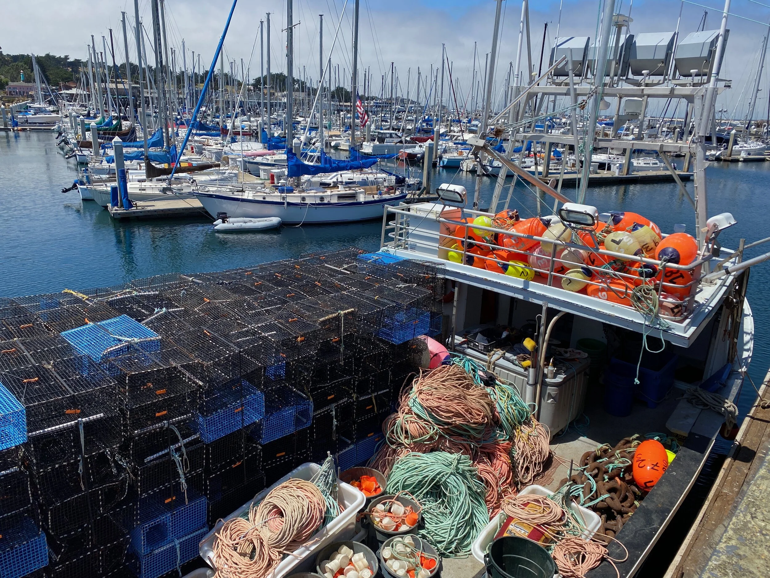 Spot Prawns - What to know, when & where to get them — Monterey Bay ...