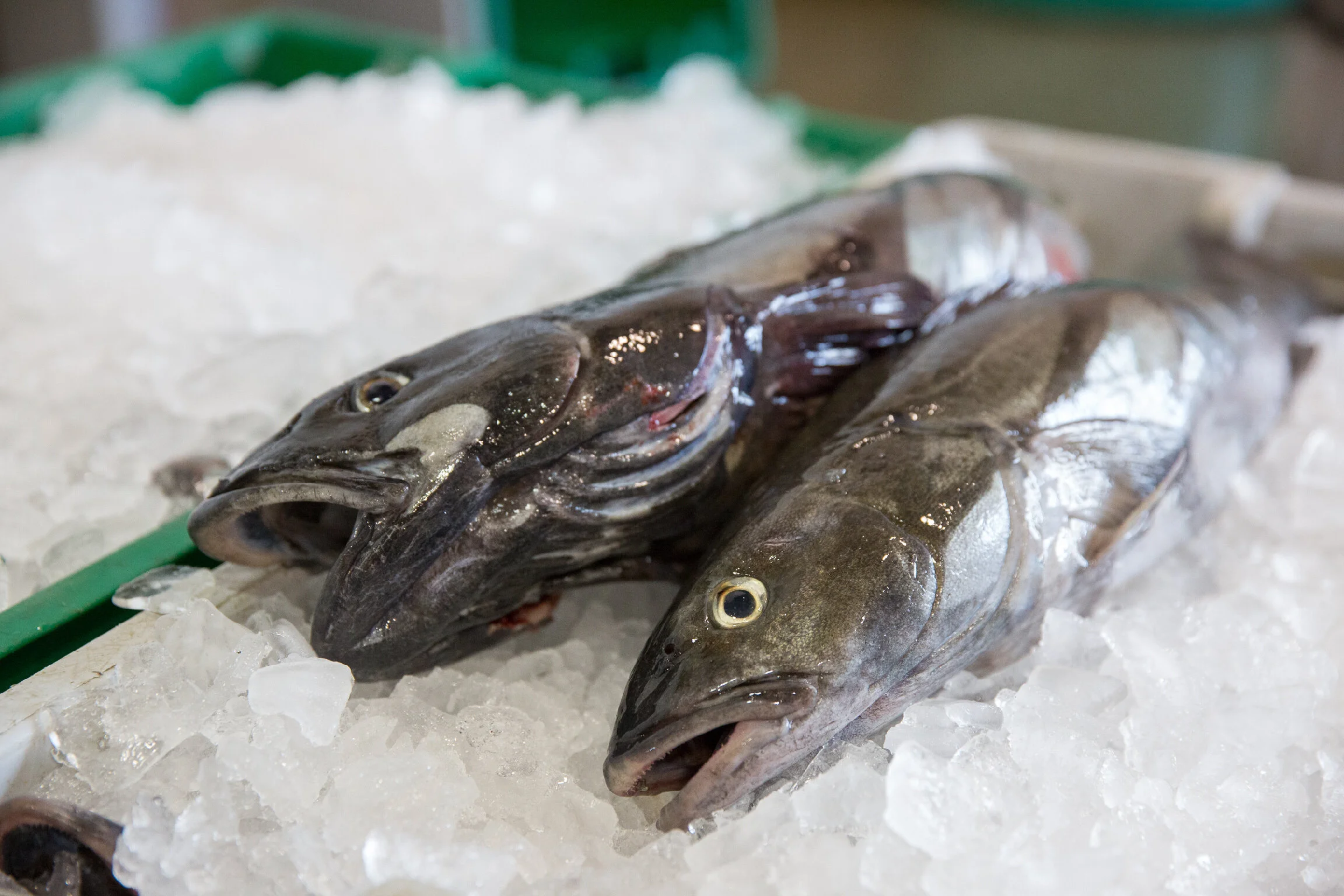 Sablefish (Black Cod) - What to know, when + where to get it — Monterey ...