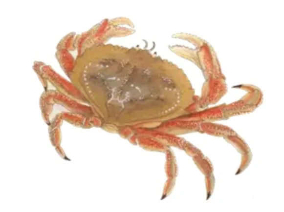 Dungeness crab - What to know, when & where to get it — Monterey Bay ...