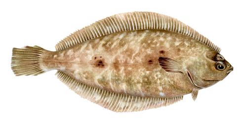 Pacific Dover sole - What to know, when & where to get it — Monterey ...