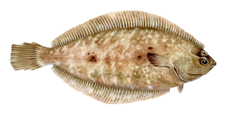 Pacific Dover sole - What to know, when & where to get it — Monterey ...