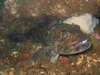 Lingcod - What to know, when & where to get it — Monterey Bay Fisheries ...