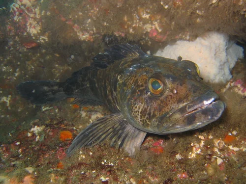 Lingcod - What to know, when & where to get it — Monterey Bay Fisheries ...