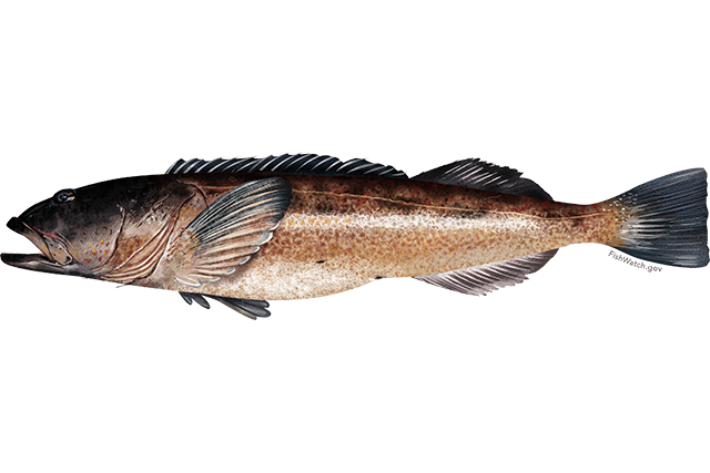 Lingcod - What to know, when & where to get it — Monterey Bay Fisheries ...