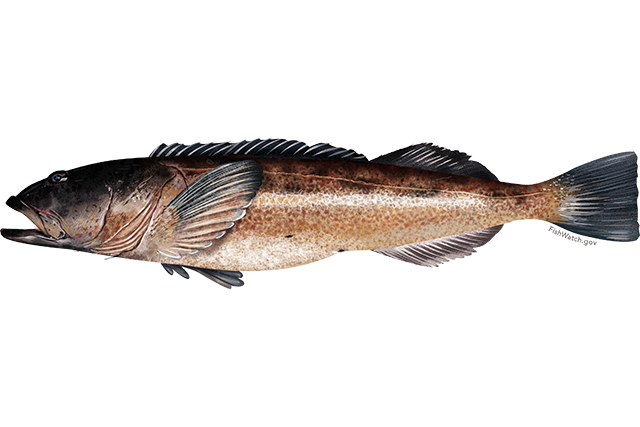 Lingcod - What to know, when & where to get it — Monterey Bay Fisheries ...