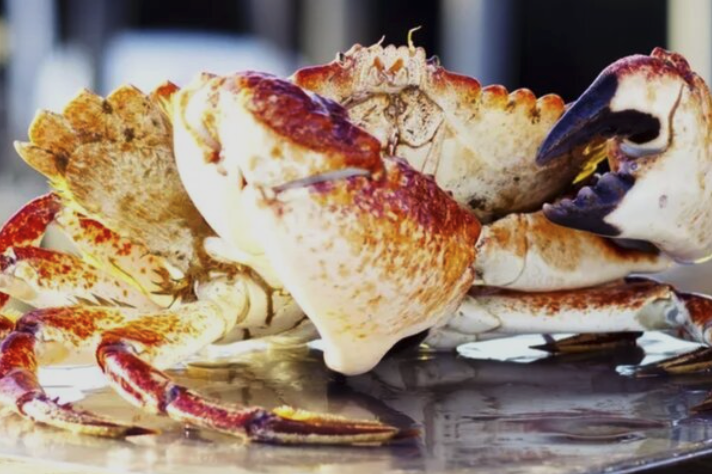 Rock Crab - What to know, when & where to get it — Monterey Bay ...