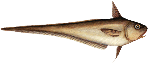 Pacific Grenadier - What to know, when & where to get it — Monterey Bay ...