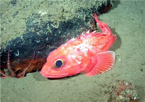 Thornyhead - What to know, when & where to get it — Monterey Bay ...