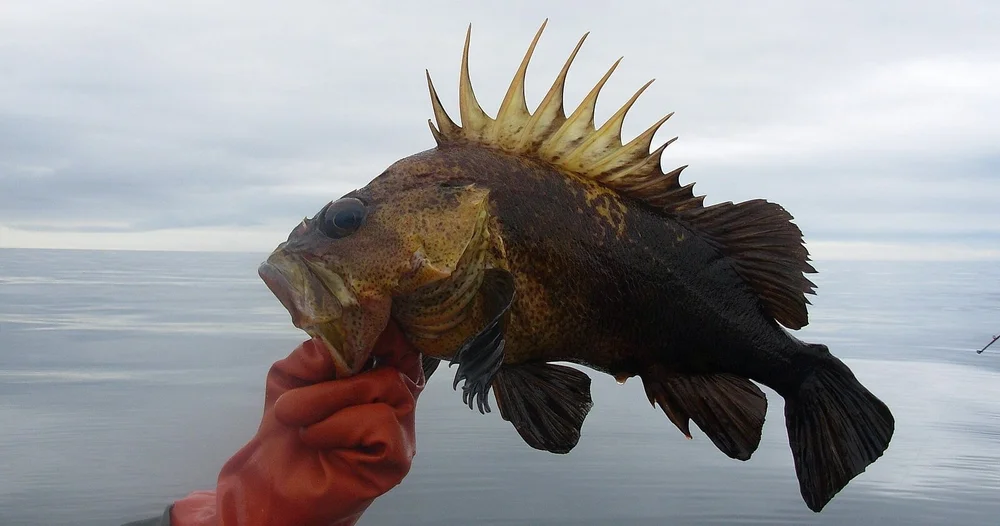 Navigating the Quillback Rockfish Closure Complications — Monterey Bay ...