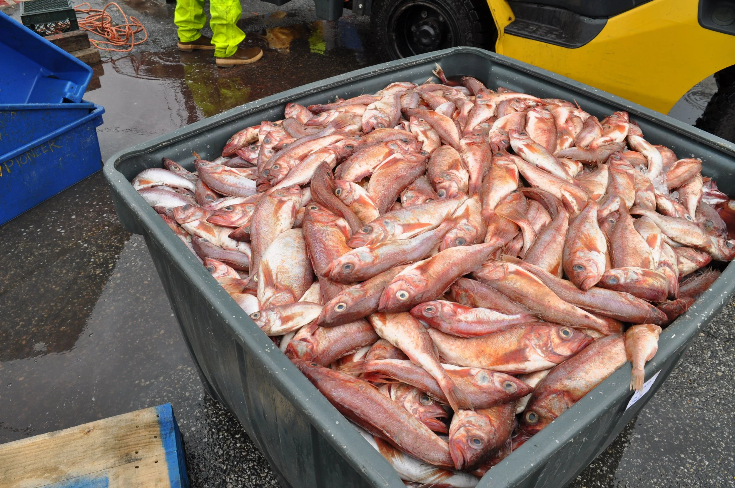 Reflecting on a Decade of the Monterey Bay Fisheries Trust — Monterey ...