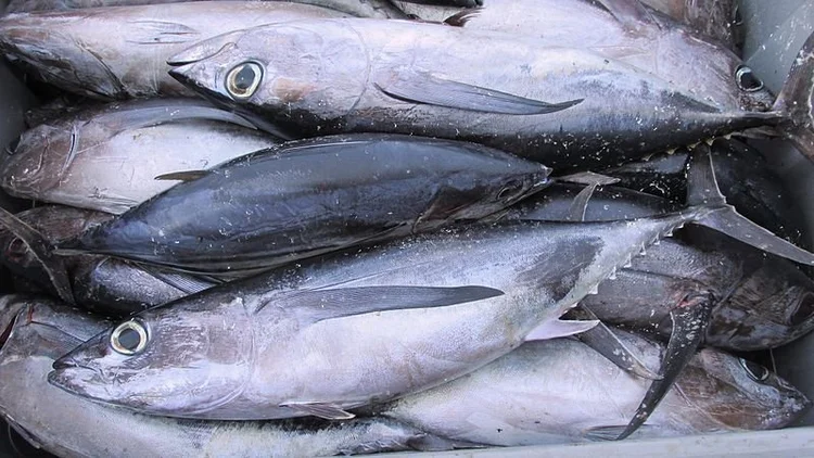 Albacore Tuna: What to know, when & where to get it — Monterey Bay ...