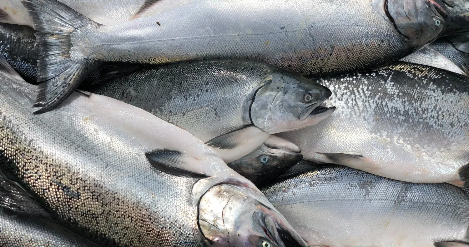 Salmon Season Is Back; Let's Not Get Too Carried Away • 2026 Season ...