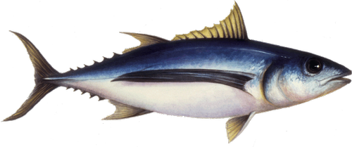 Albacore Tuna: What to know, when & where to get it — Monterey Bay ...