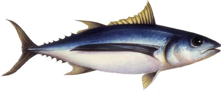Albacore Tuna: What to know, when & where to get it — Monterey Bay ...