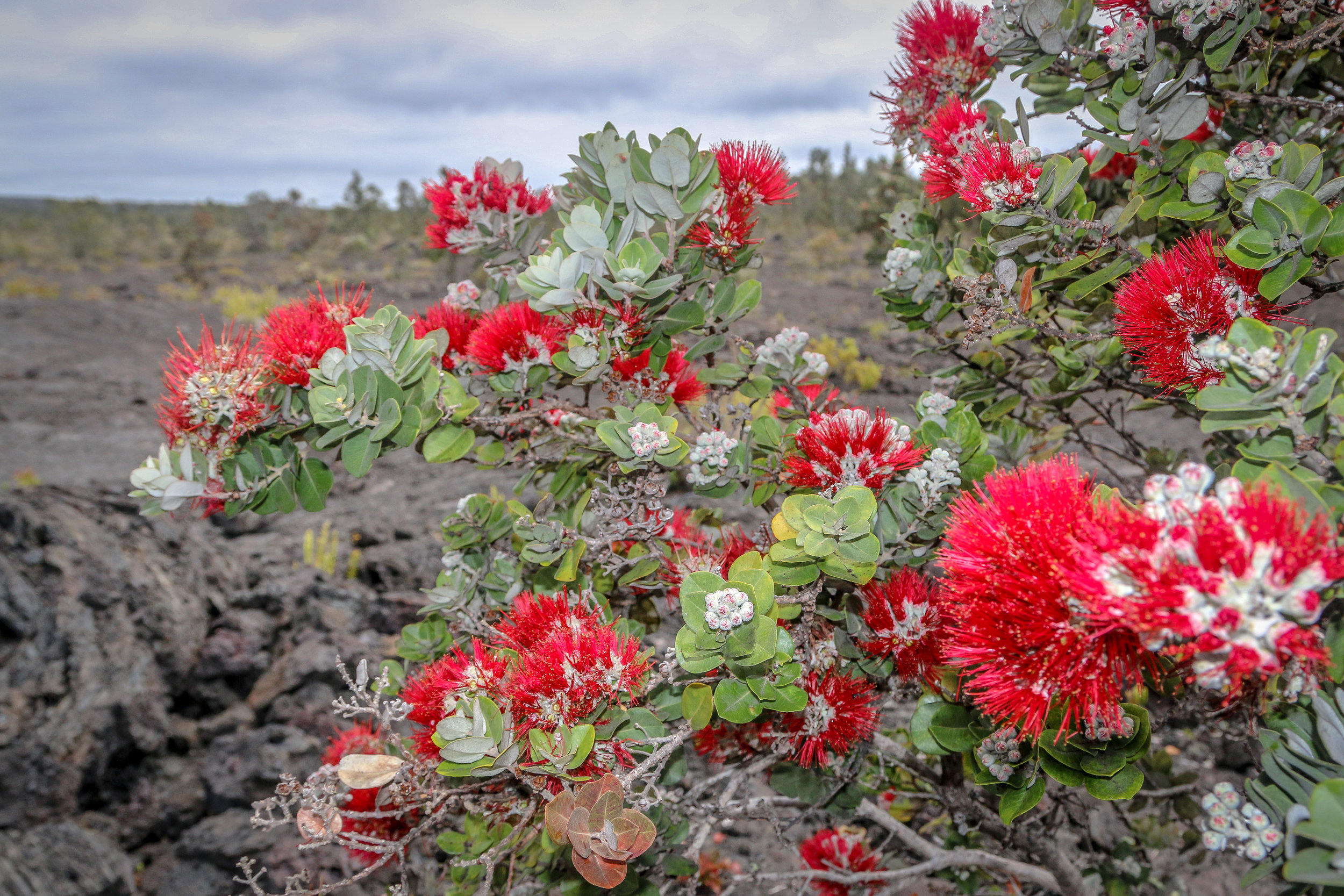 In Focus: Hawai'i Volcanoes National Park — Miles 2 Go