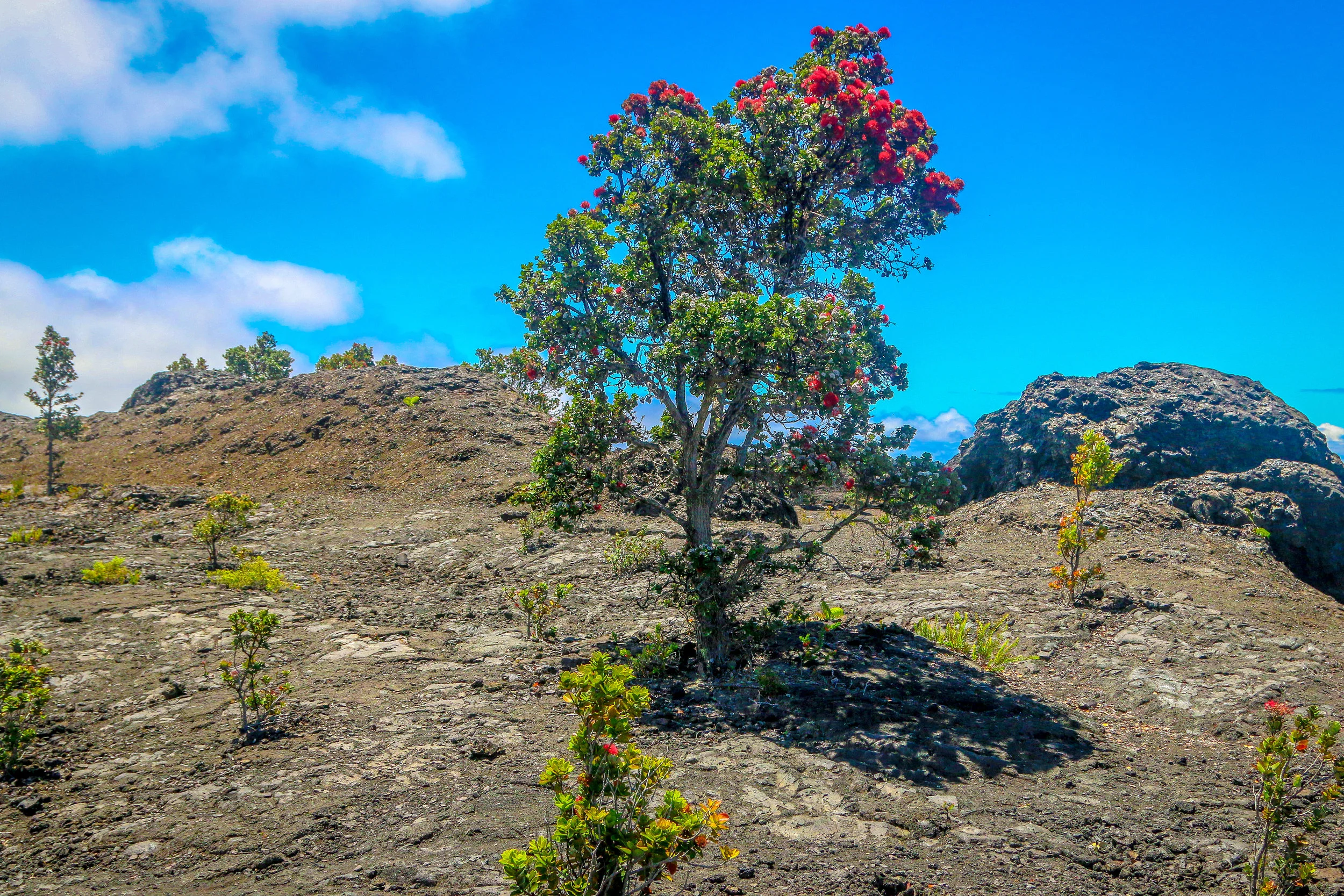 In Focus: Hawai'i Volcanoes National Park — Miles 2 Go