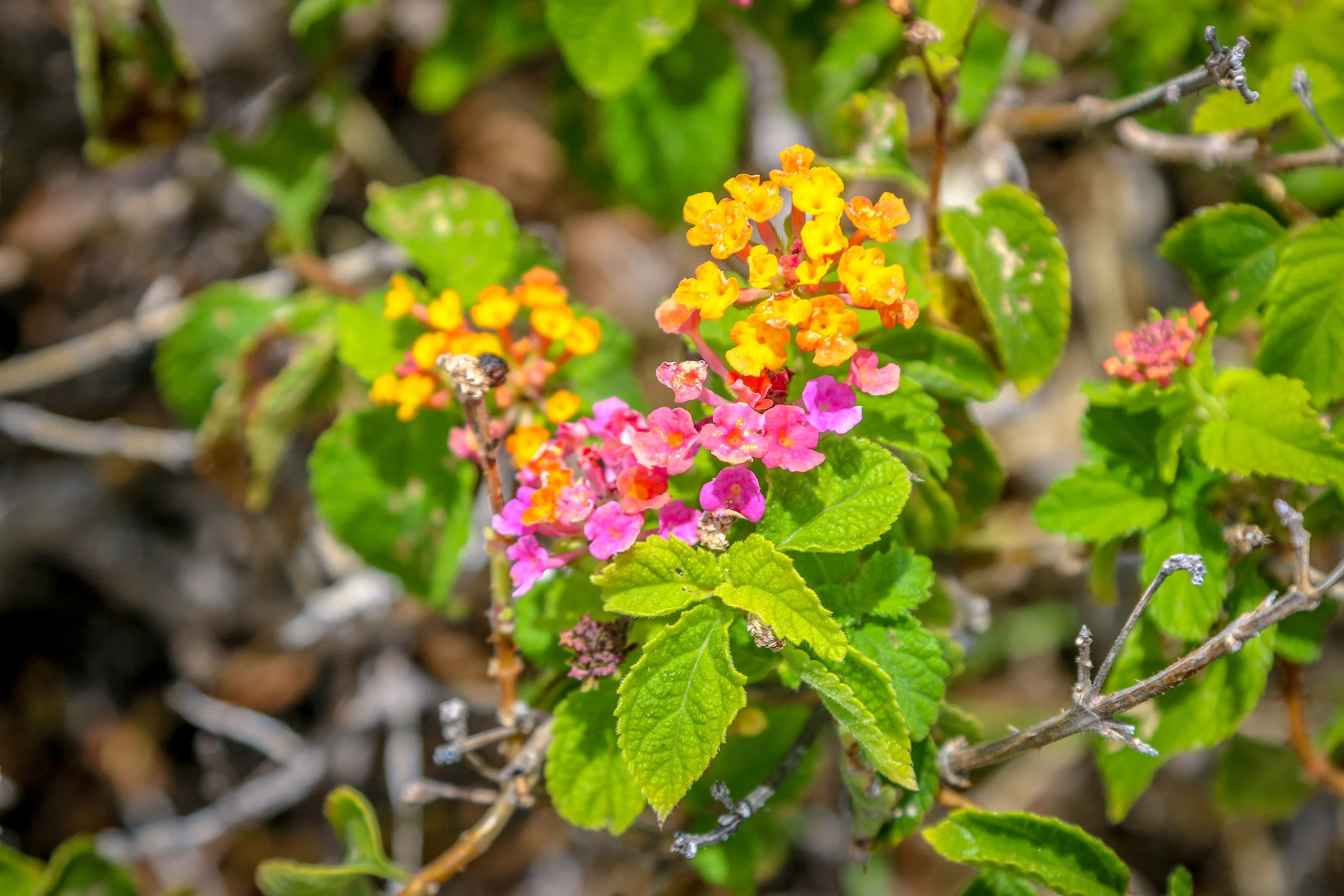 In Focus: Hawai'i Volcanoes National Park — Miles 2 Go