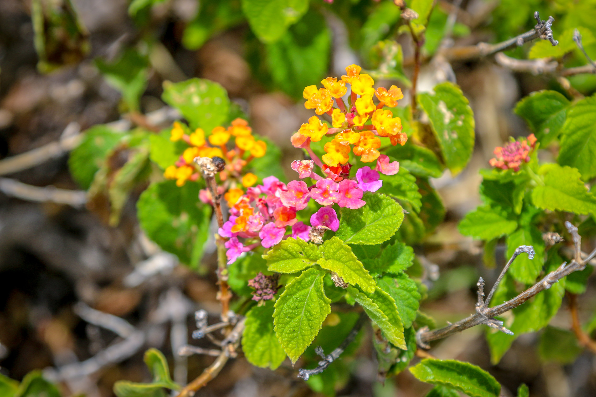 In Focus: Hawai'i Volcanoes National Park — Miles 2 Go