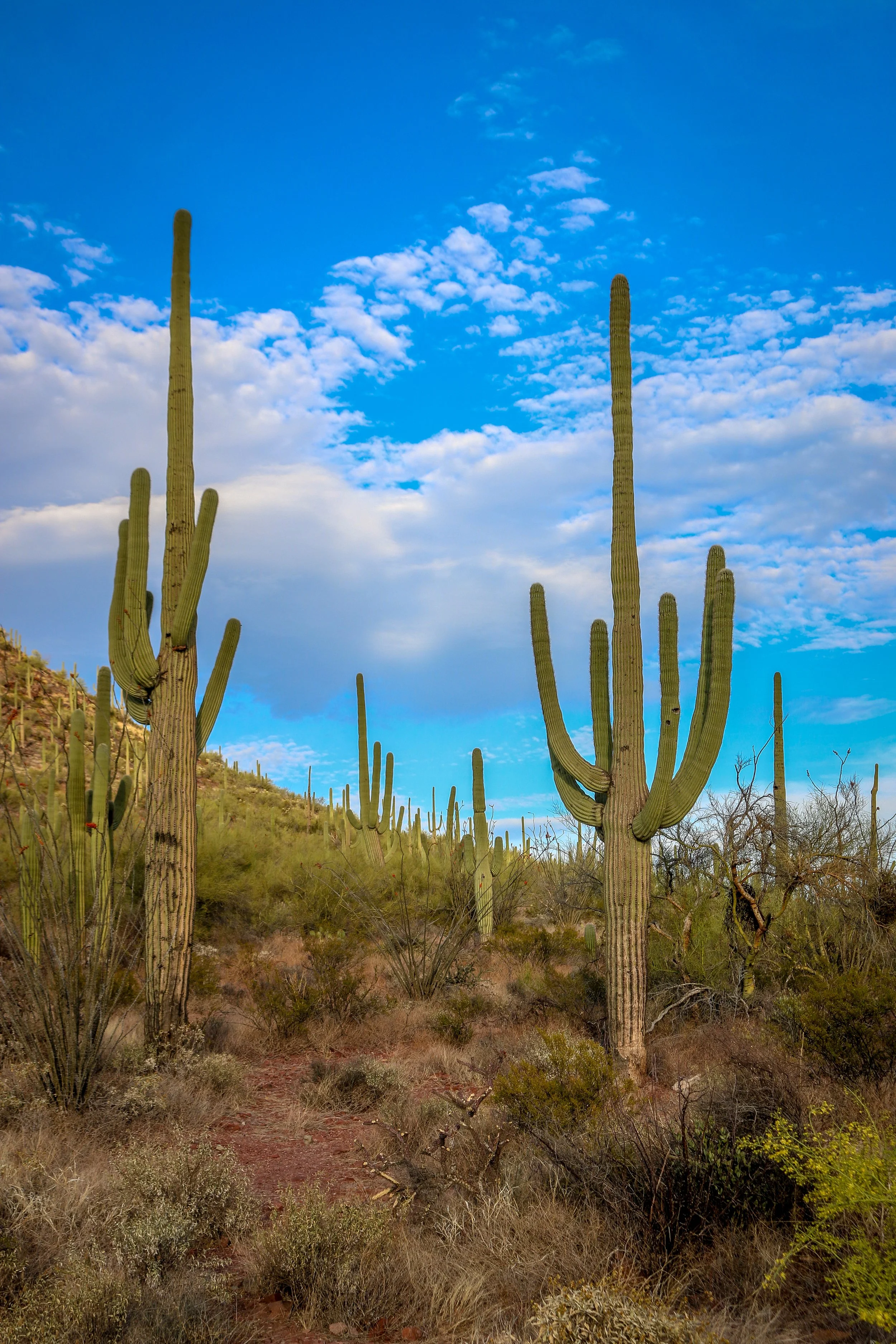 In Focus: Saguaro National Park — Miles 2 Go