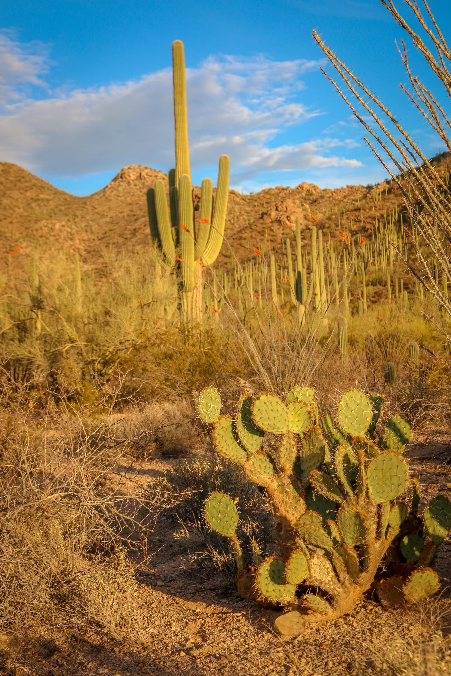 In Focus: Saguaro National Park — Miles 2 Go