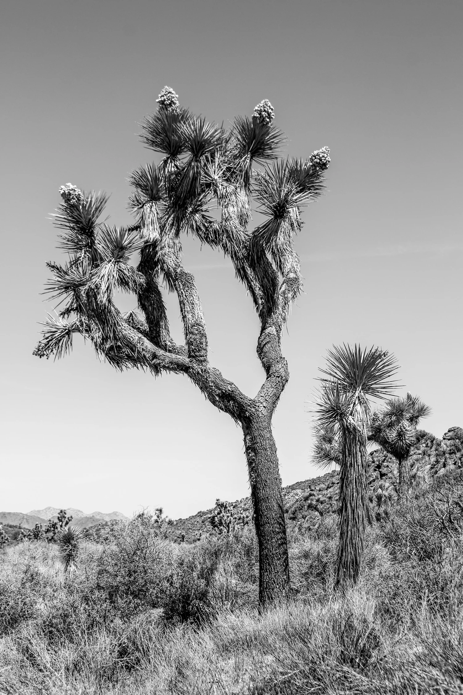 In Focus: Joshua Tree National Park — Miles 2 Go