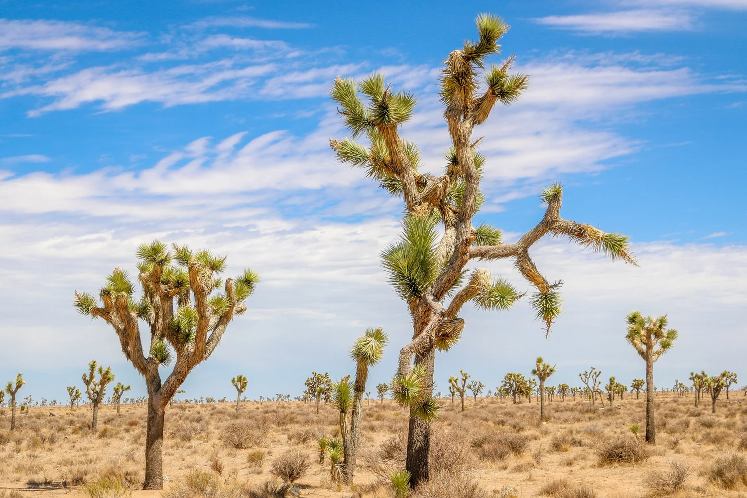 In Focus: Joshua Tree National Park — Miles 2 Go