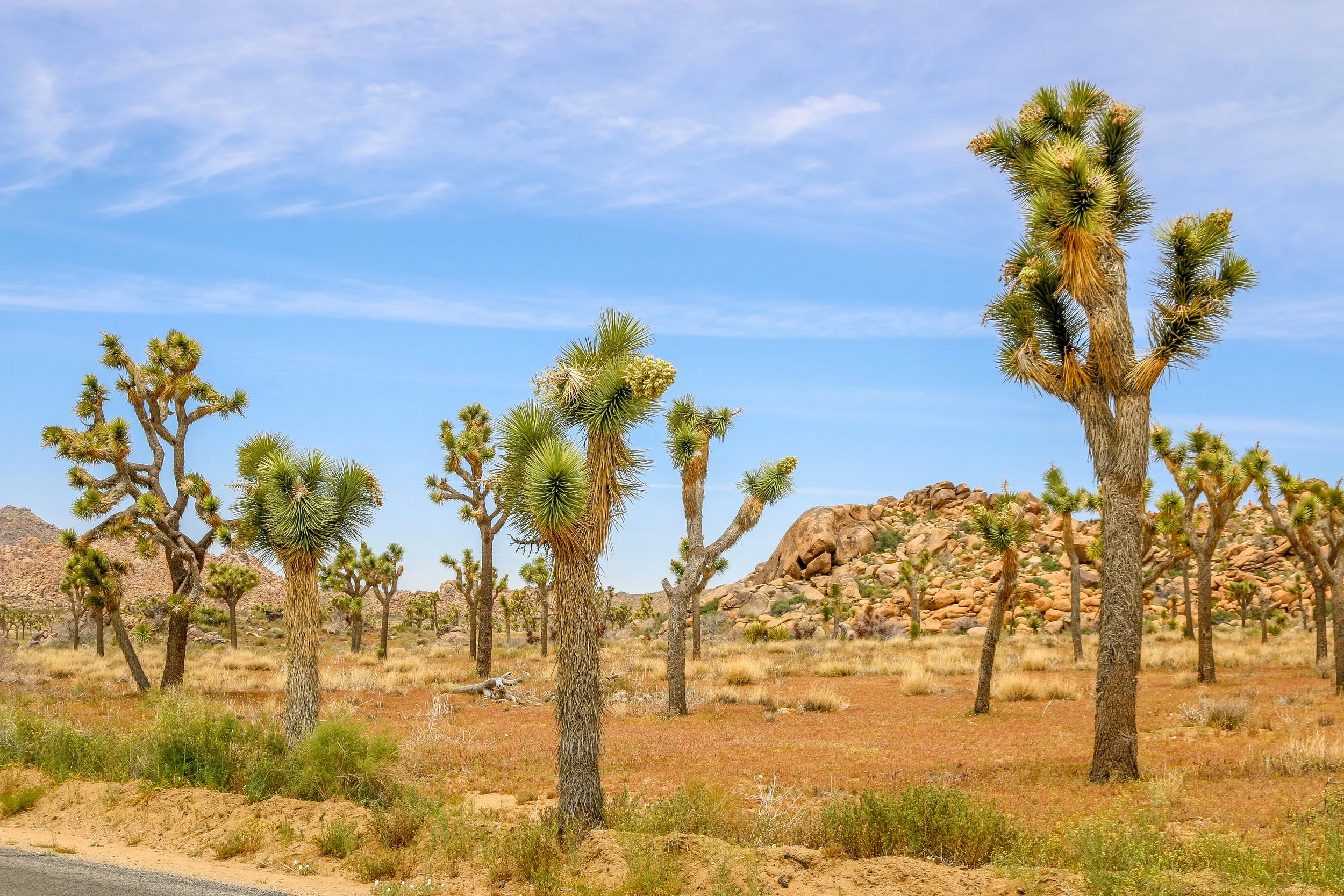 In Focus: Joshua Tree National Park — Miles 2 Go