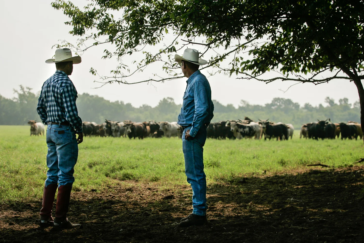 Western Lifestyle — Bull Stock Media