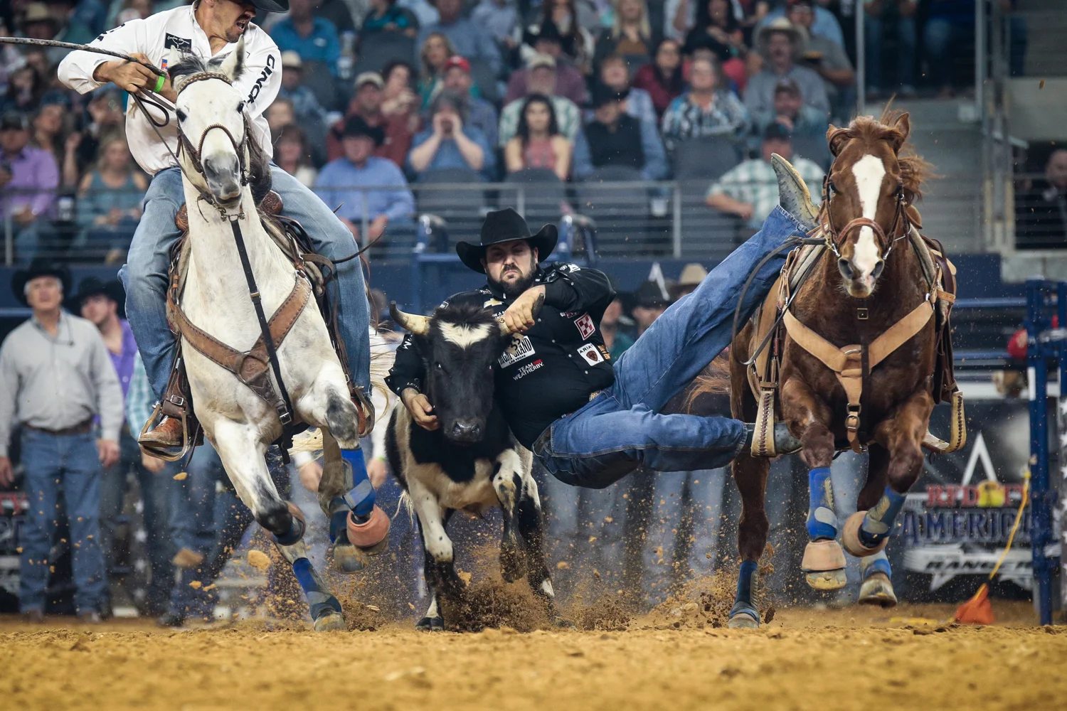 PRCA Photos — Bull Stock Media