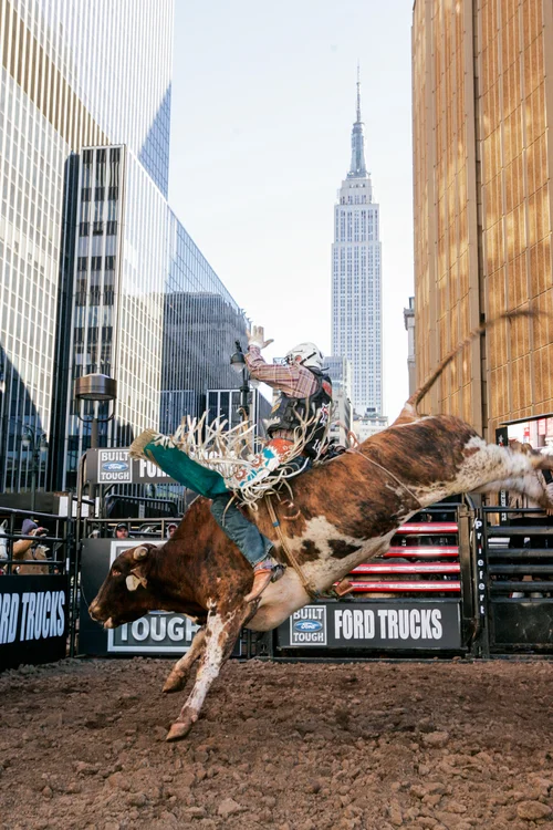 PBR Photos — Bull Stock Media