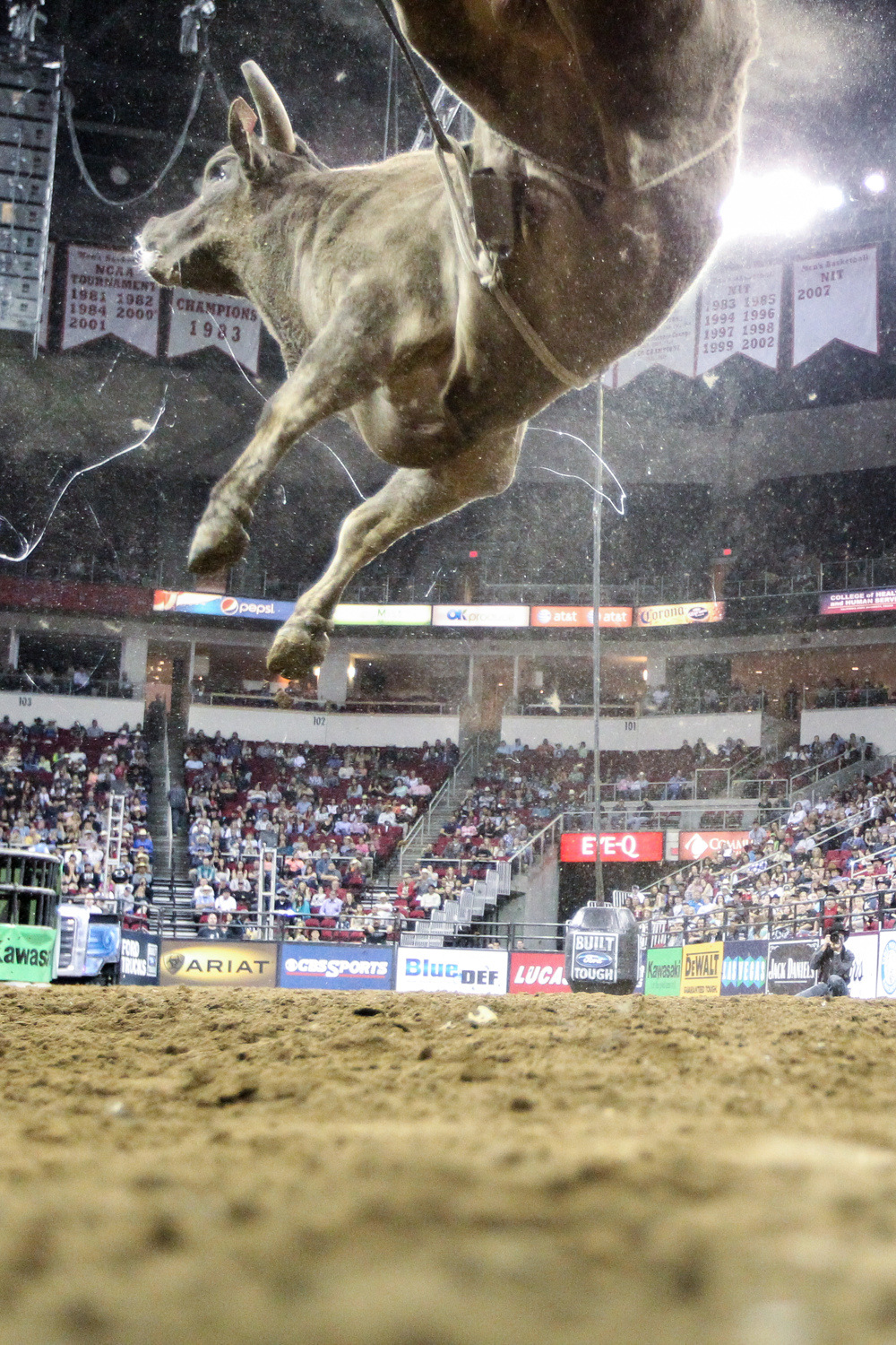 PBR Photos — Bull Stock Media