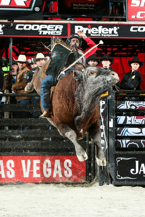 PBR Photos — Bull Stock Media