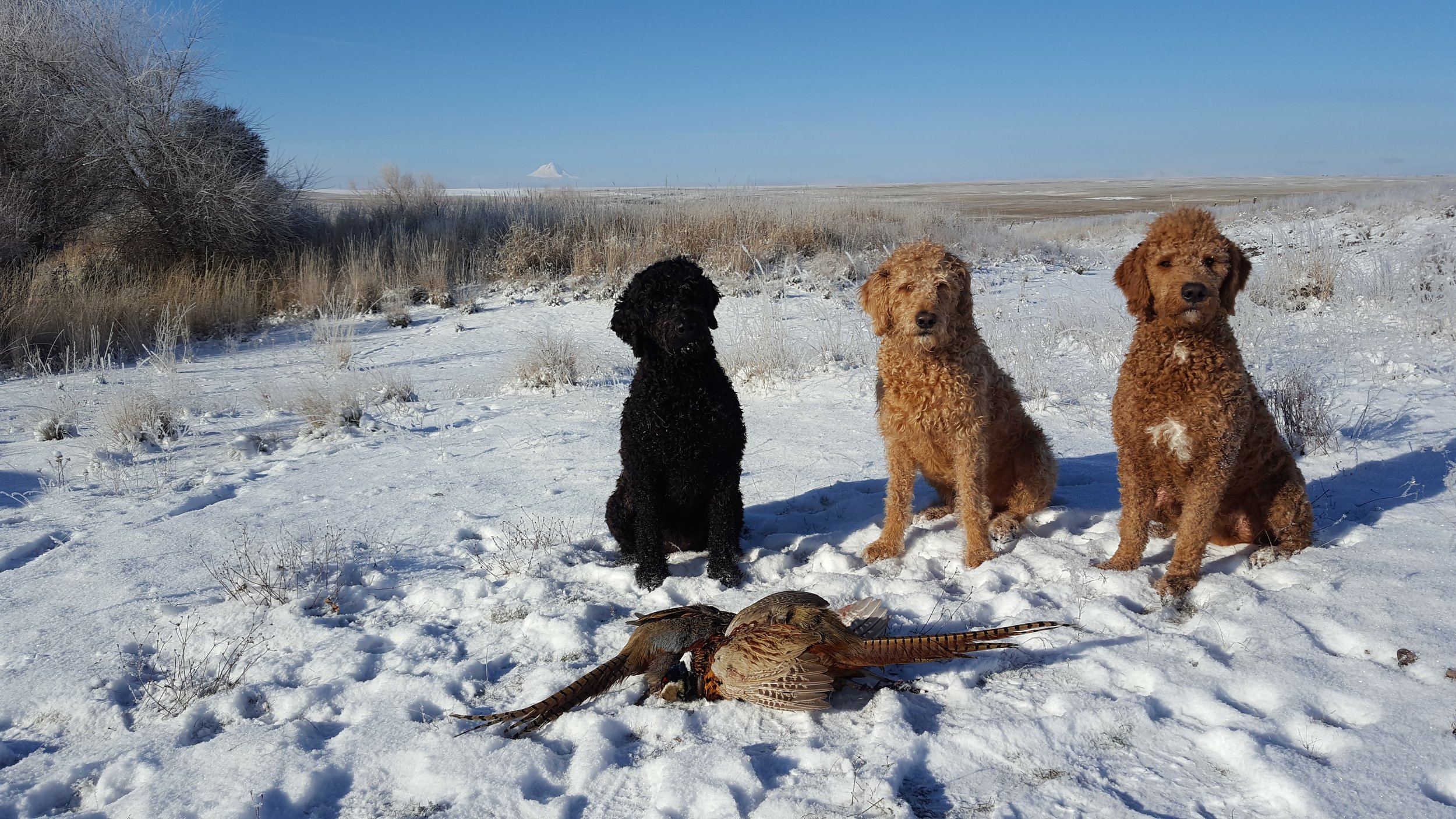 American Hunting Doodles