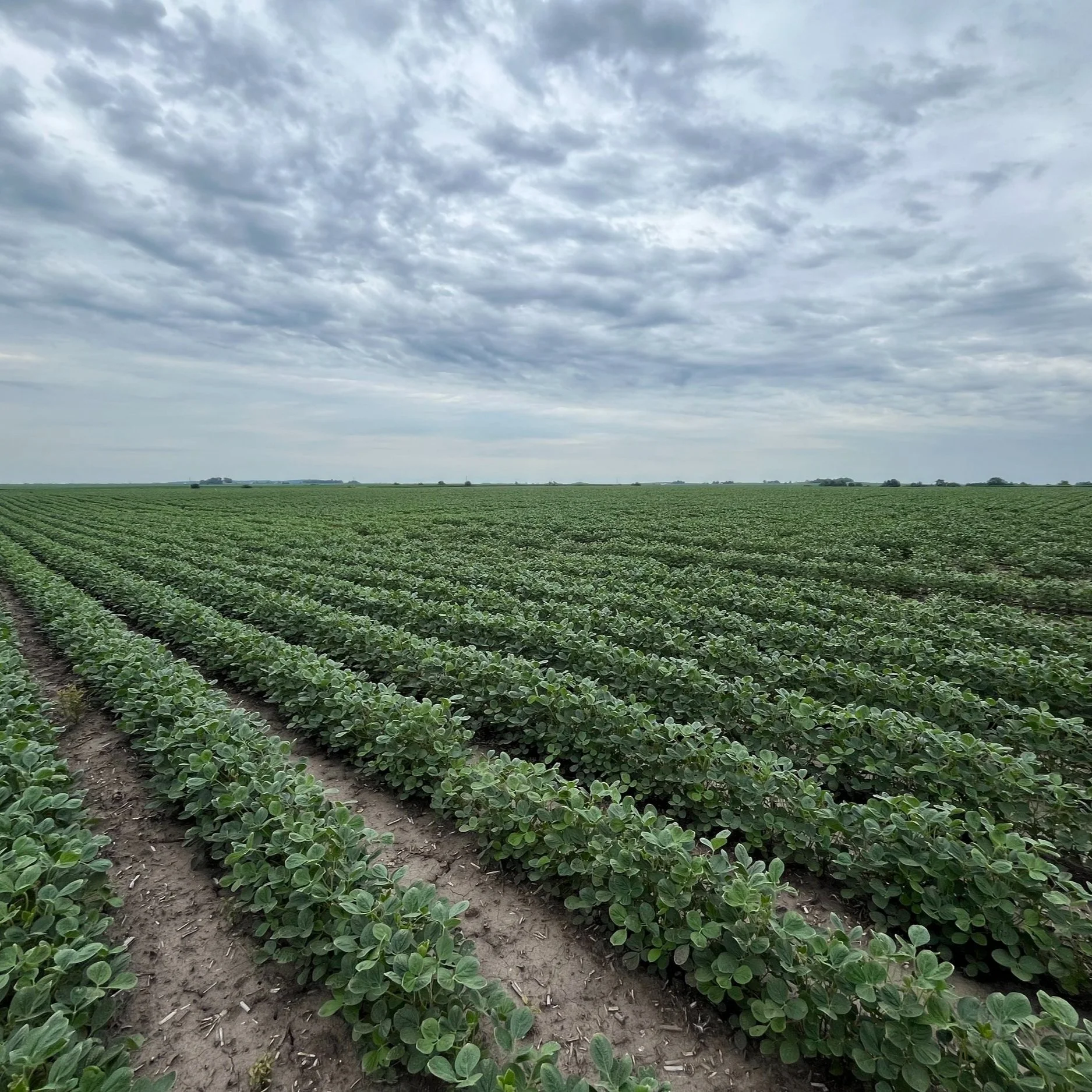 Illinois Farmland FOR SALE — Field Level Agriculture, Inc.